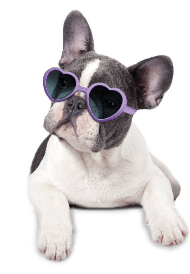 Lightning Dog | PT. Matahari Sakti